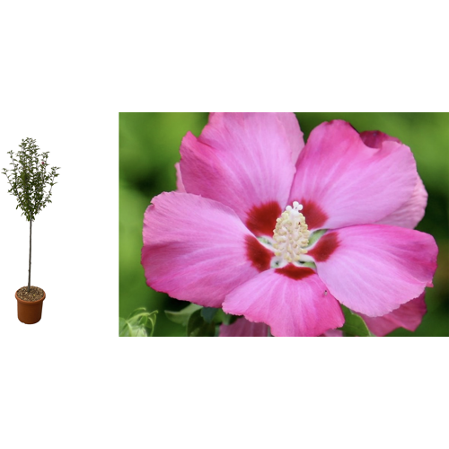 Lot De 2 Althéa Woodbridge Hibiscus Syriacus Woodbridge C22l Pot