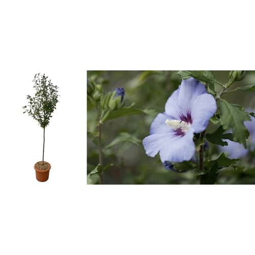 Lot De 2 Althéa Blue Bird Hibiscus Syriacus Blue Bird C22l Pot 33cm
