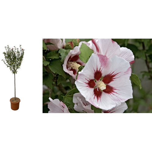 Lot De 2 Althéa Hamabo Hibiscus Syriacus Hamabo C22l Pot 33cm Déco