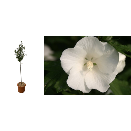 Lot De 2 Hibiscus Syriacus Totus Albus Althéa Totus Albus C22l Pot