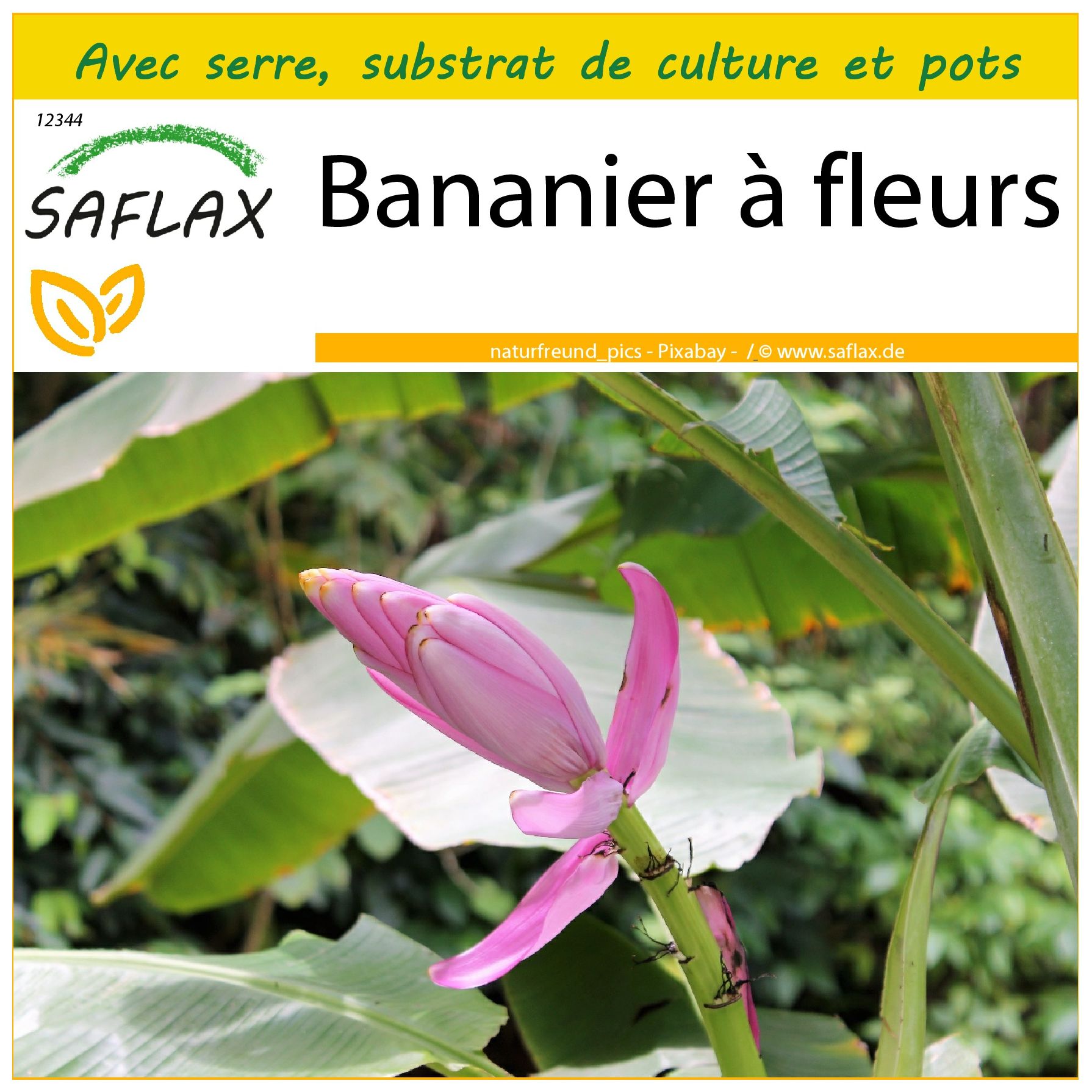Kit de culture - Bananier à fleurs - 8 graines - Avec mini-serre ...