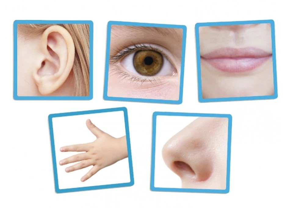 Jeu Les 5 sens au meilleur prix | E.Leclerc